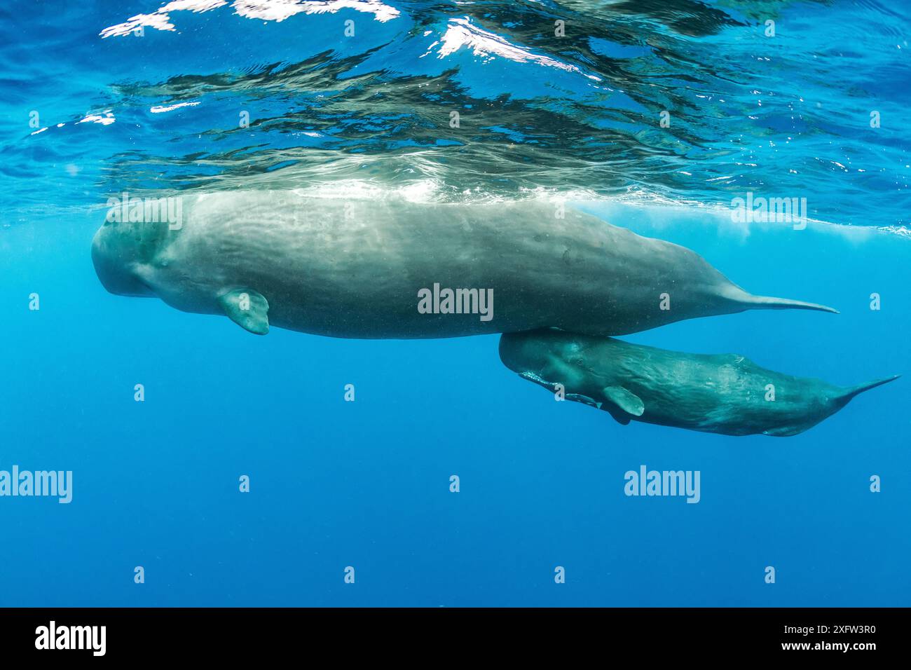 Sperm whale (Physeter macrocephalus) mother surfacing with calf below, Dominica, Caribbean Sea ...
