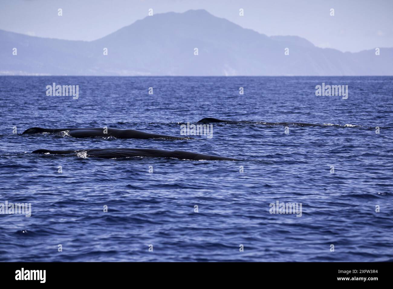 Sperm whale (Physeter macrocephalus) pod surfacing, Dominica, Caribbean Sea, Atlantic Ocean ...