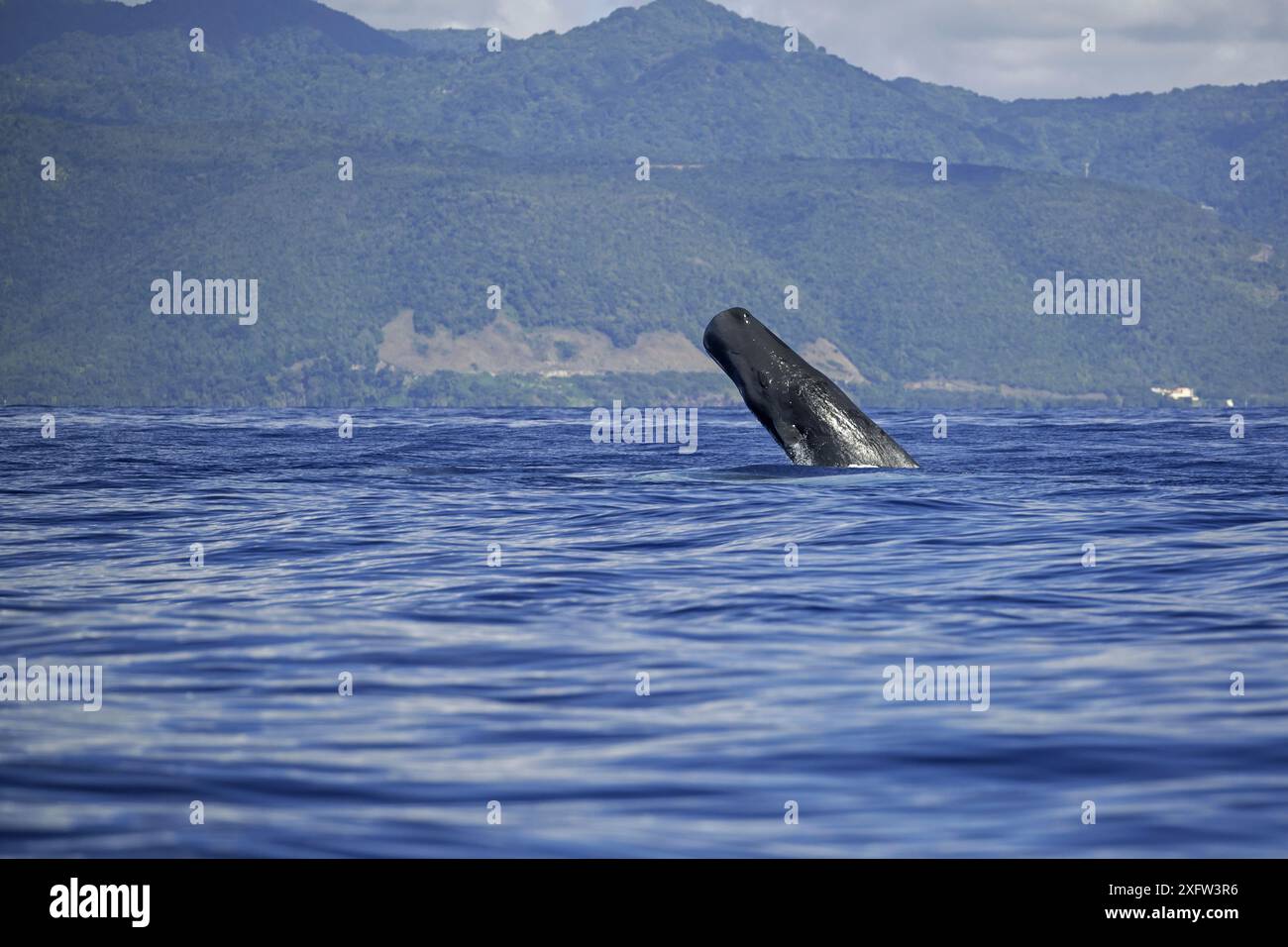 Sperm whale (Physeter macrocephalus) breaching, Dominica, Caribbean Sea ...