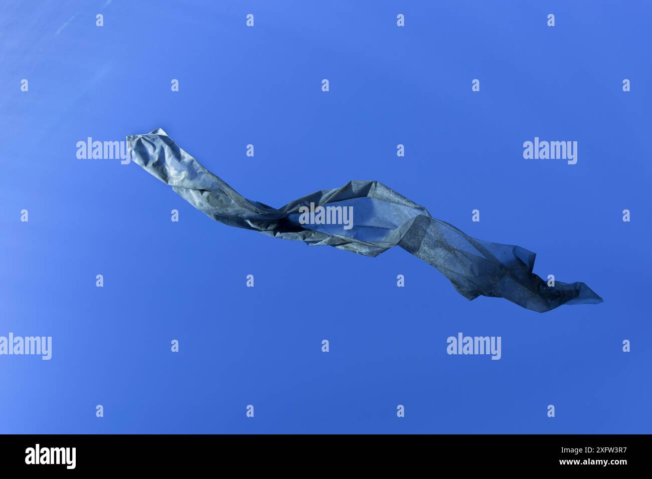 Sperm whale (Physeter macrocephalus) transparent chunk of skin floating ...