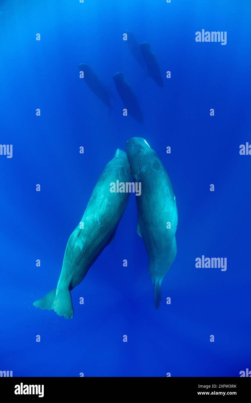 Sperm whale (Physeter macrocephalus) pod with two interacting, Dominica, Caribbean Sea, Atlantic ...