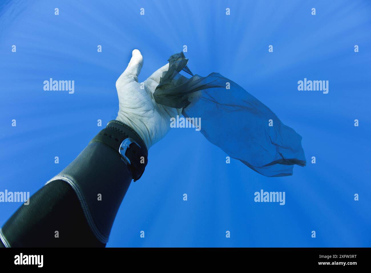 Sperm whale (Physeter macrocephalus) transparent chunk of skin in diver ...