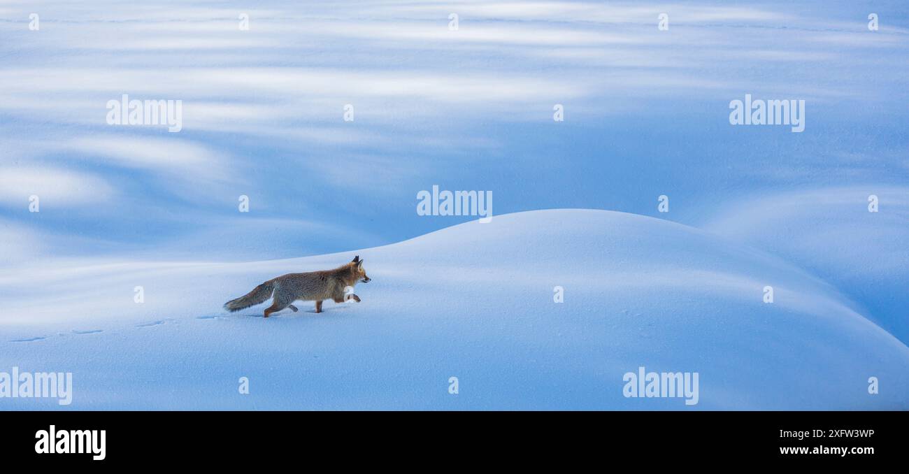 Red fox (Vulpes vulpes) walking through snow. Central Apennines, Molise ...