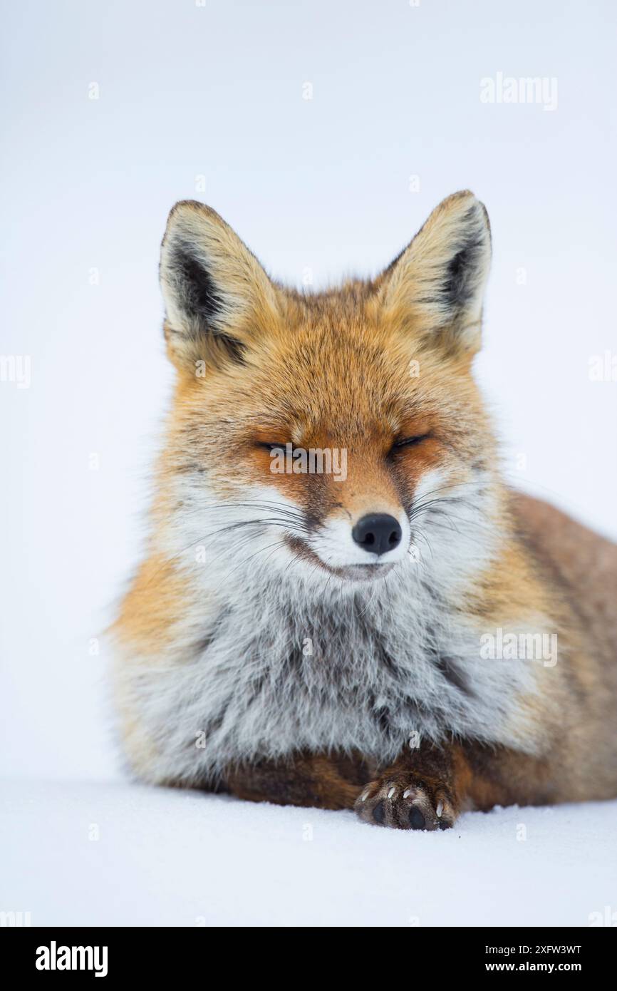 Red fox (Vulpes vulpes) lying on snow. Central Apennines, Molise, Italy ...