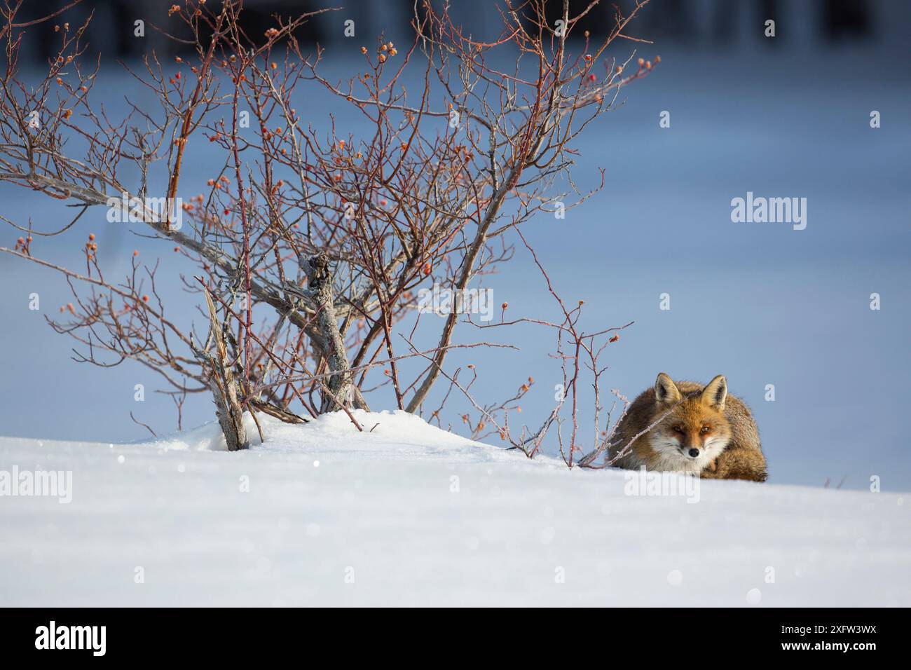 Red fox (Vulpes vulpes) lying next to Wild rose (Rosa canina) bush ...