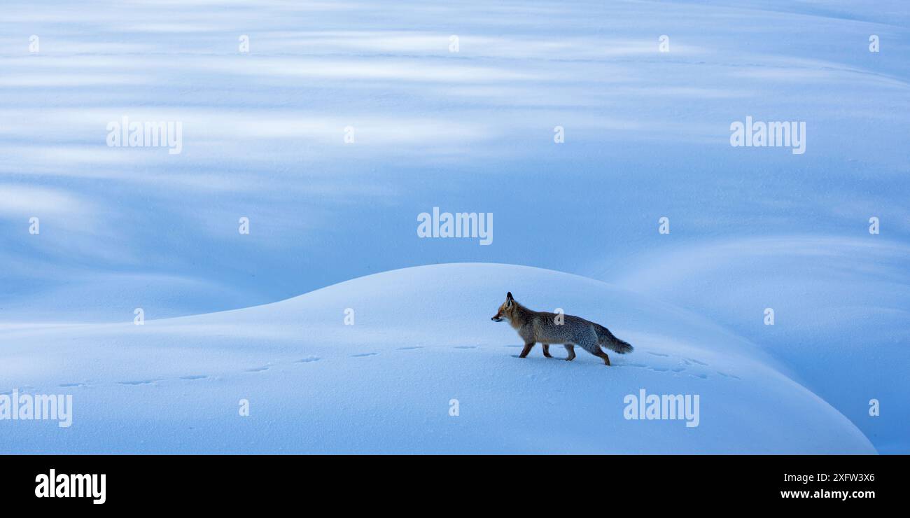 Red fox (Vulpes vulpes) walking through snow. Central Apennines, Molise ...