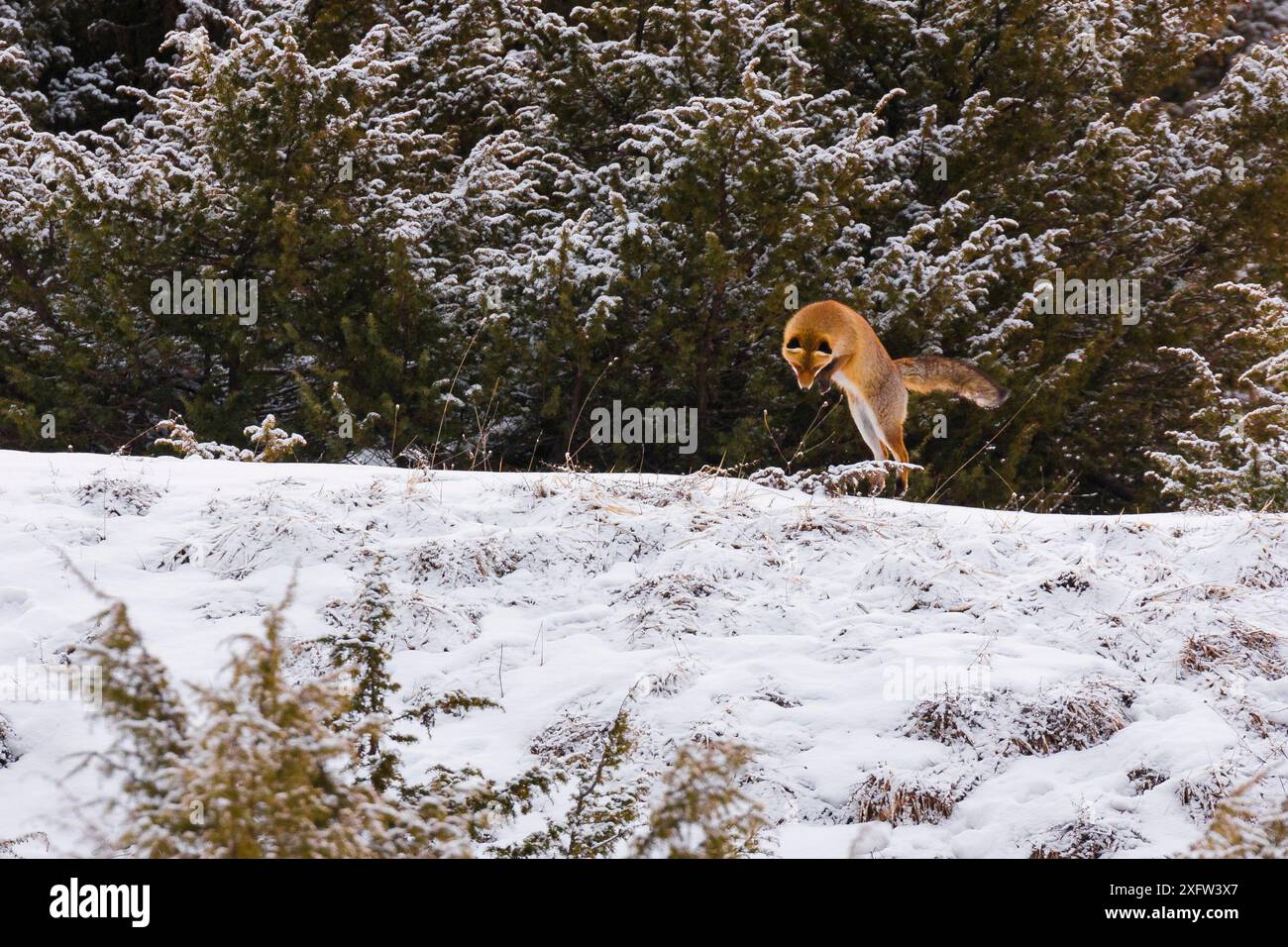 Red fox hunting mice hi-res stock photography and images - Alamy