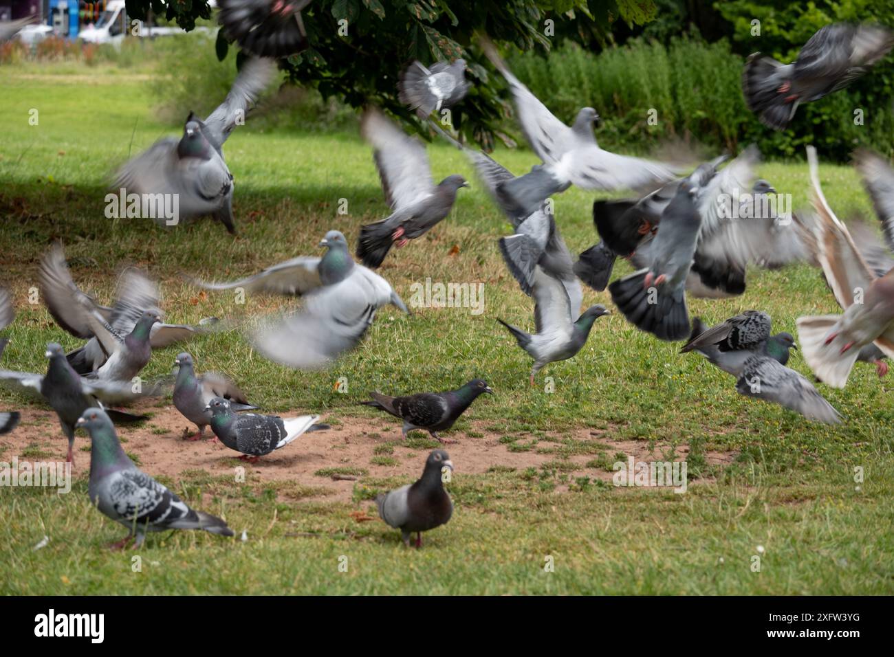 Feral pigeons taking off, Quinton Park, Cheylesmore, Coventry, UK Stock ...