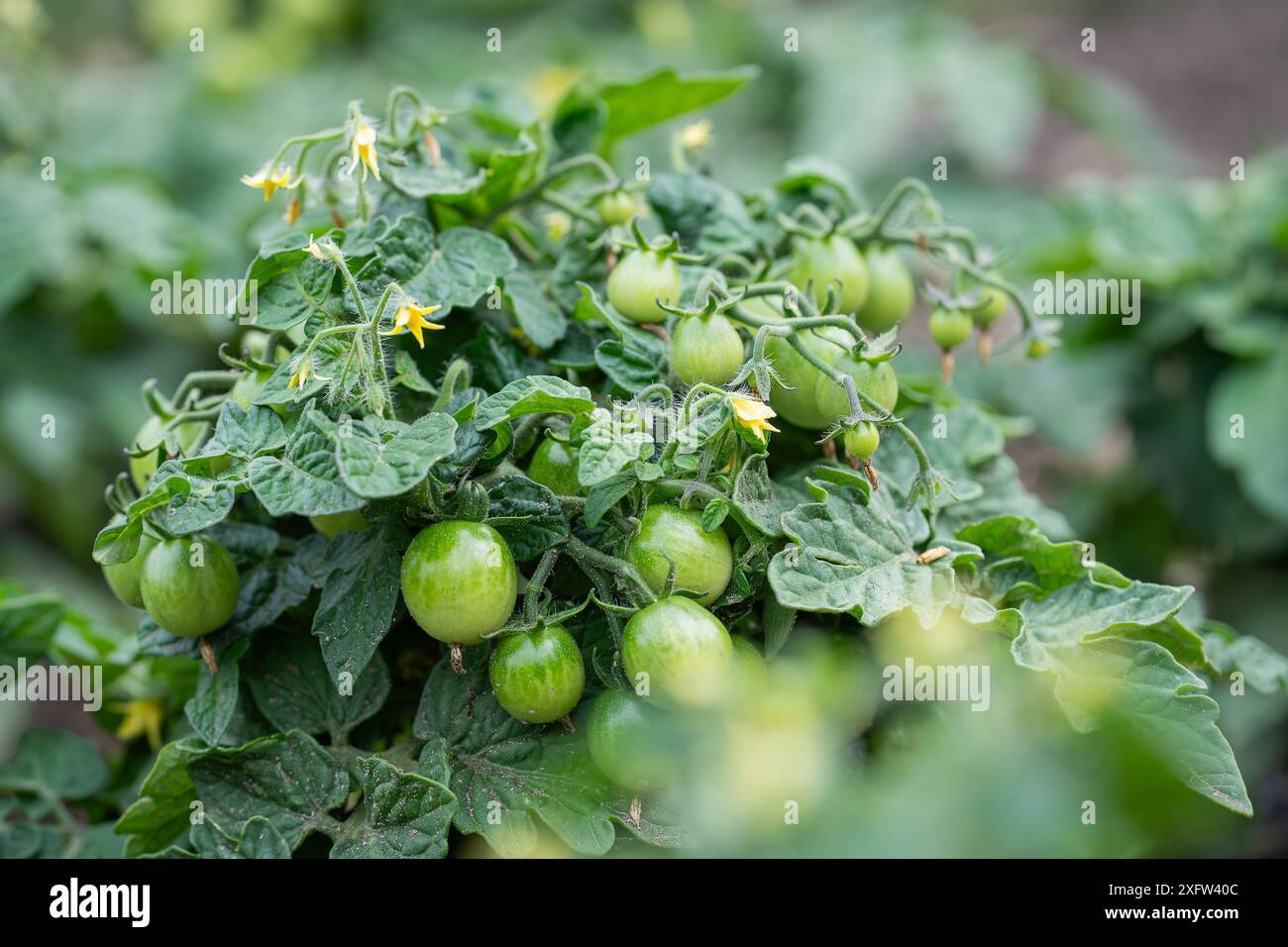 Tomato micro dwarf plant, Venus variety, grown indoors. Green plant ...