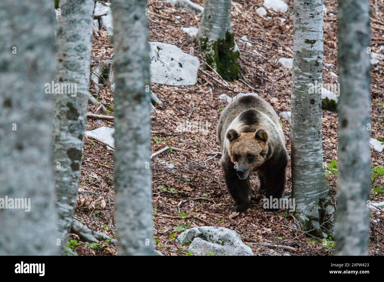 Marsican / Abruzzo brown bear (Ursus arctos marsicanus) adult female in ...