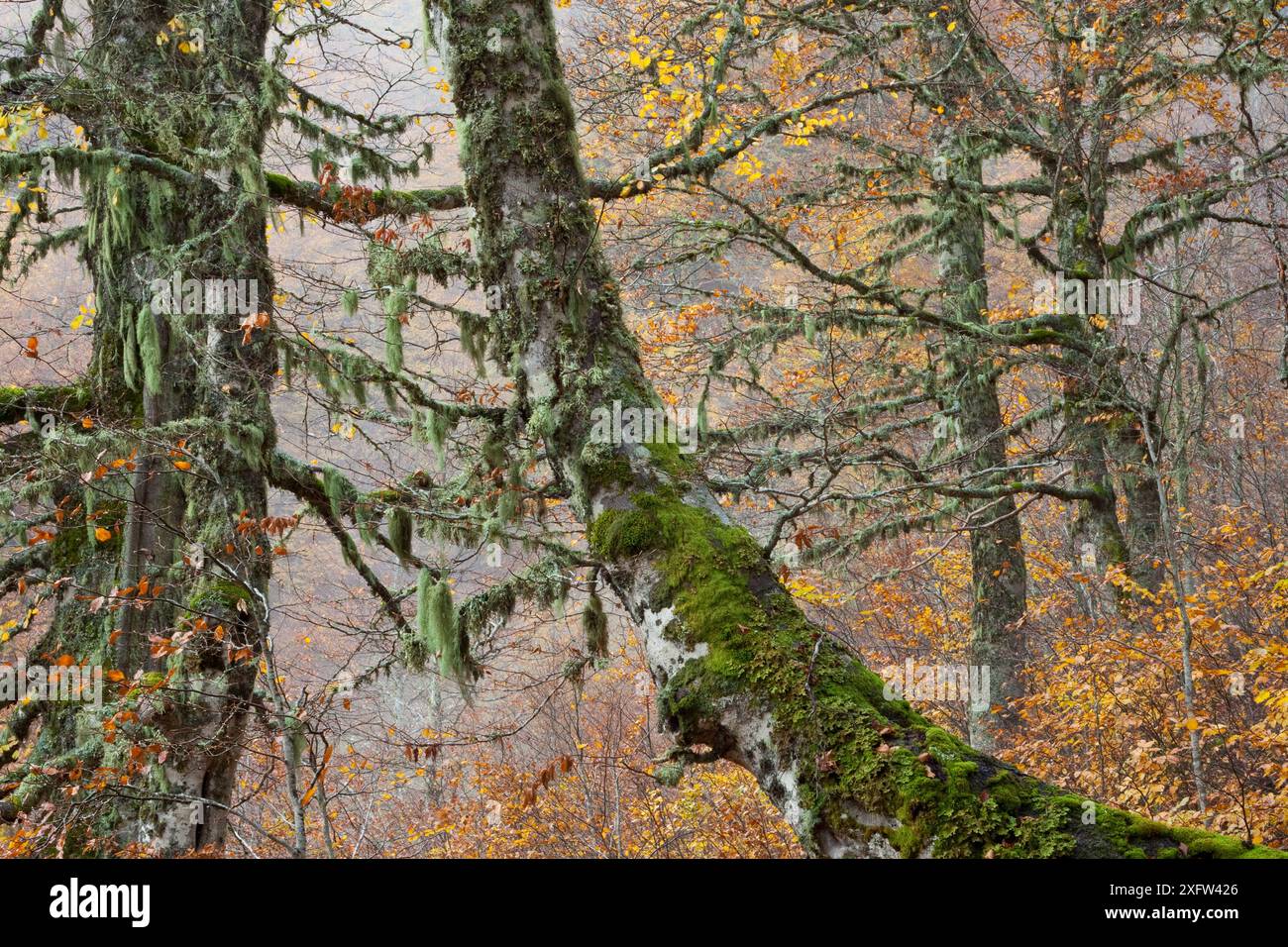 Beech (Fagus sylvatica) forest showing autumnal colours in the Abruzzo ...