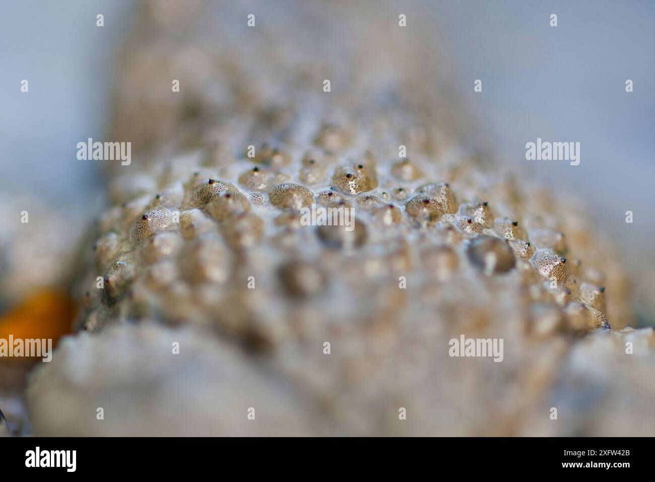 Detail of Apennine fire-bellied toad (Bombina pachypus) skin, with ...