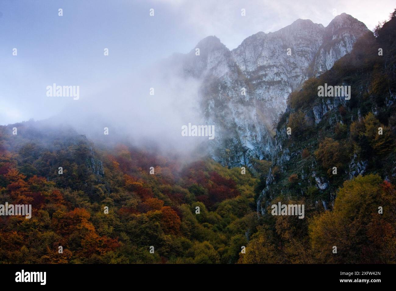 Autumn colours in forests of Majella National Park, Abruzzo, Italy 2010 ...