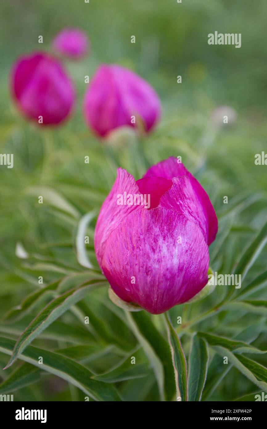 Peonies italy hi-res stock photography and images - Alamy