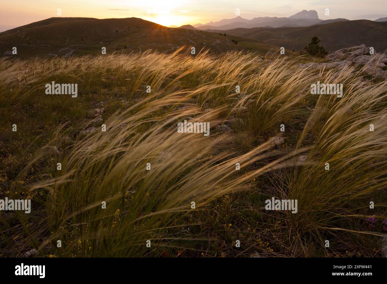 Sunset light on fairy grass (Stipa sp.) with Gran Sasso mountains in ...