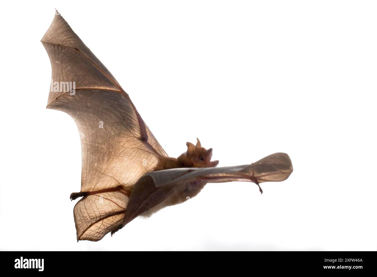 Temminck's hairy bat (Myotis tricolor) in flight against white ...