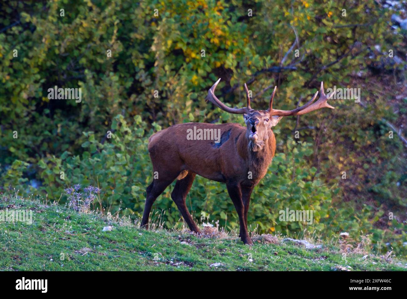 Red deer (Cervus elaphus) stag bellowing during the rut. Central ...