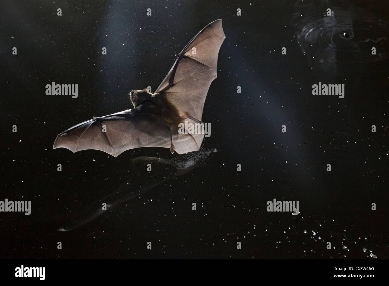 Southern yellow bat hi-res stock photography and images - Alamy