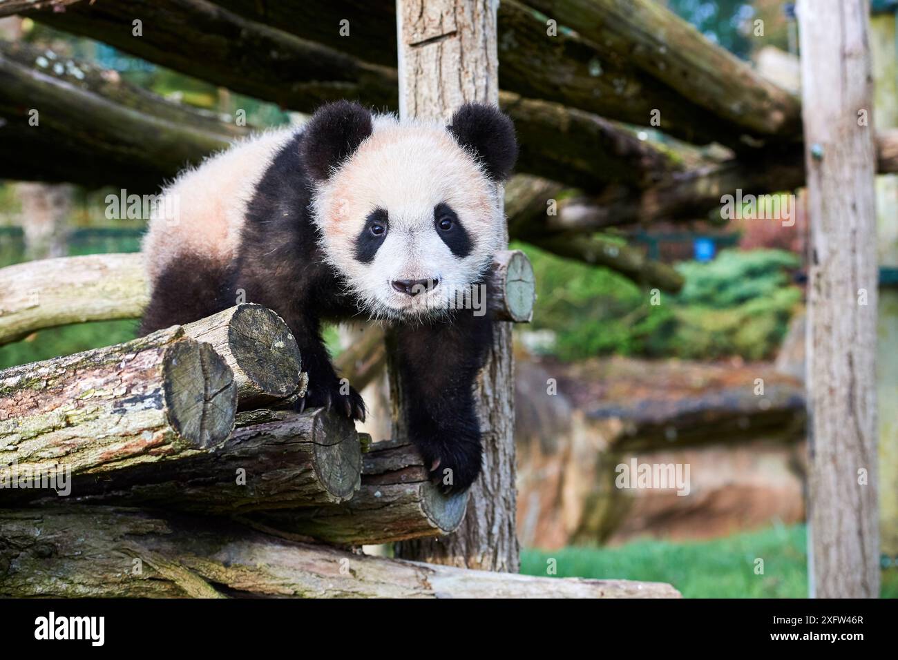Giant panda cub (Ailuropoda melanoleuca) investigating its enclosure ...