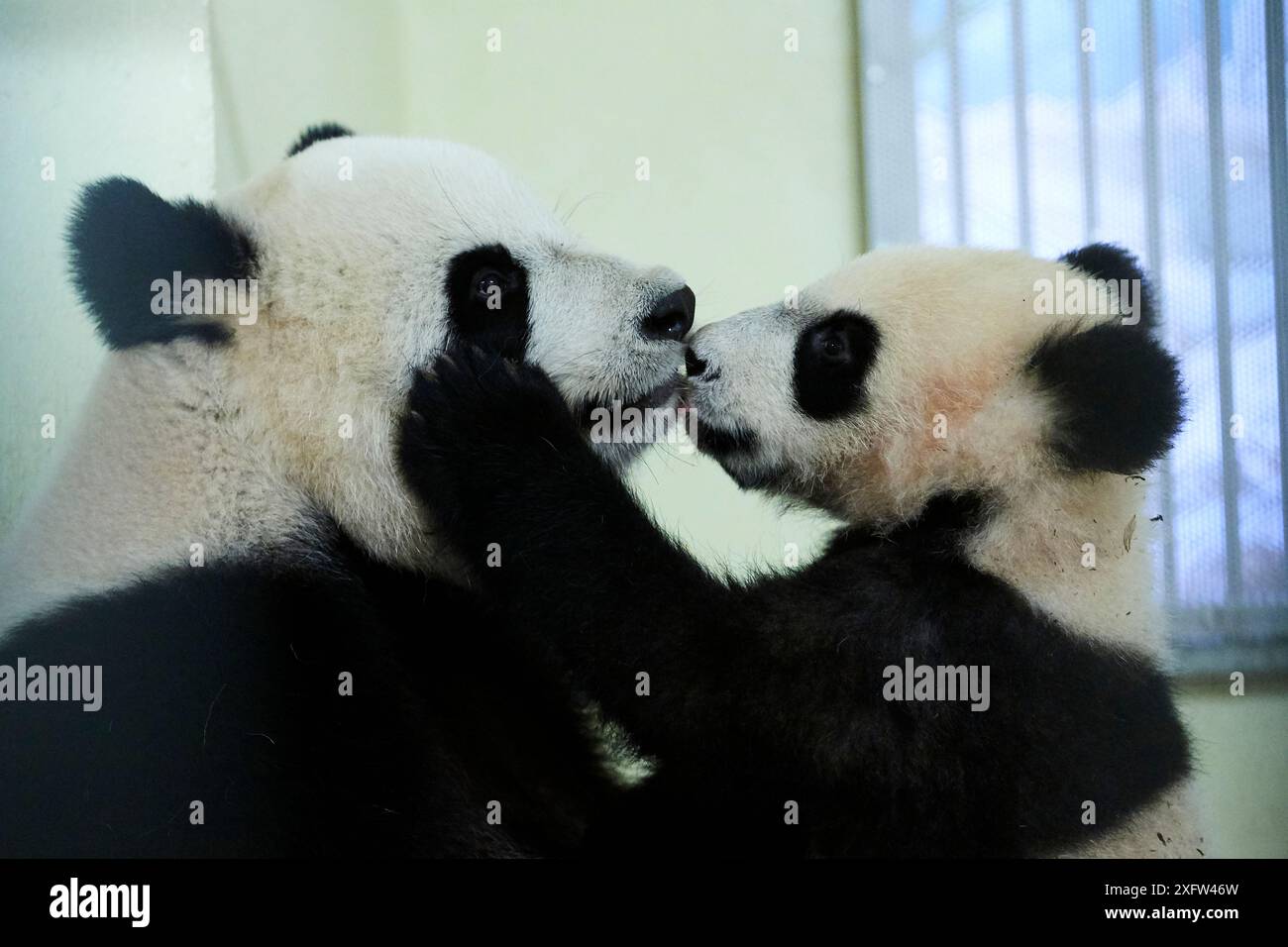 Giant panda female Huan Huan playing with her cub (Ailuropoda ...