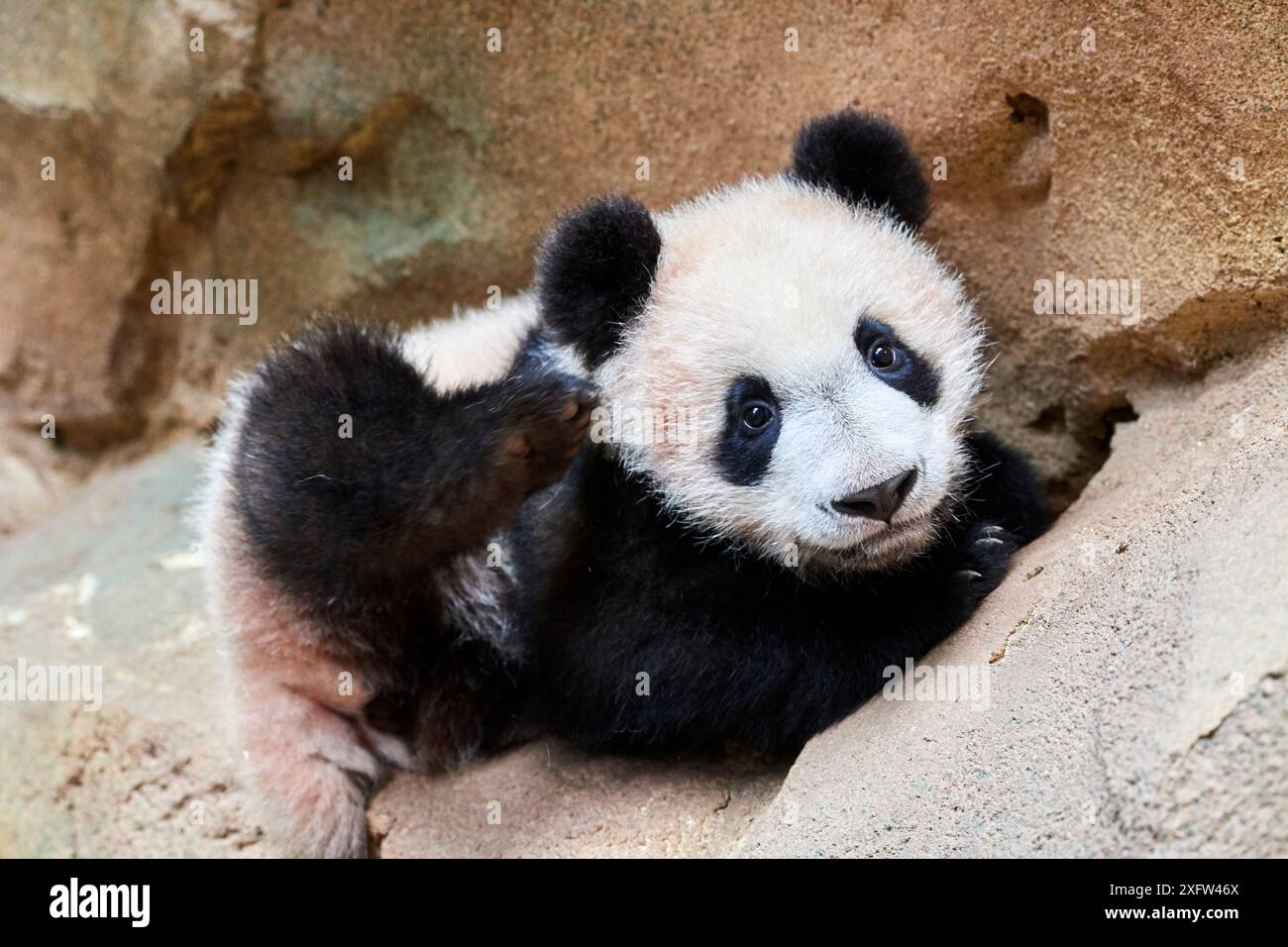 Giant panda (Ailuropoda melanoleuca) playful cub. Yuan Meng, first ...