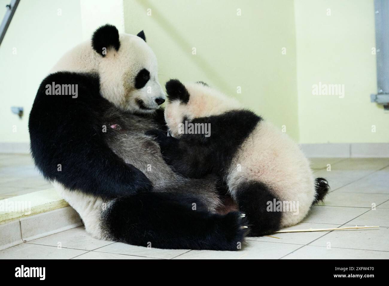 Giant panda cub Yuan Meng suckling its mother Huan Huan (Ailuropoda melanoleuca). Yuan Meng ...