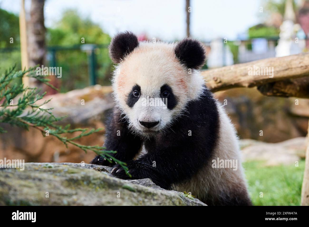 Portrait of Giant panda cub (Ailuropoda melanoleuca) captive. Yuan Meng ...