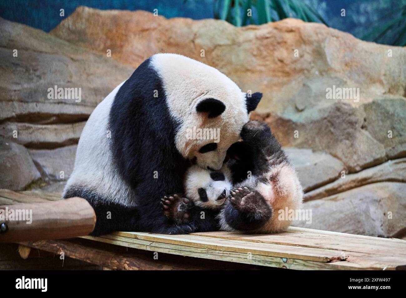 Giant panda female Huan Huan playing with her cub (Ailuropoda ...