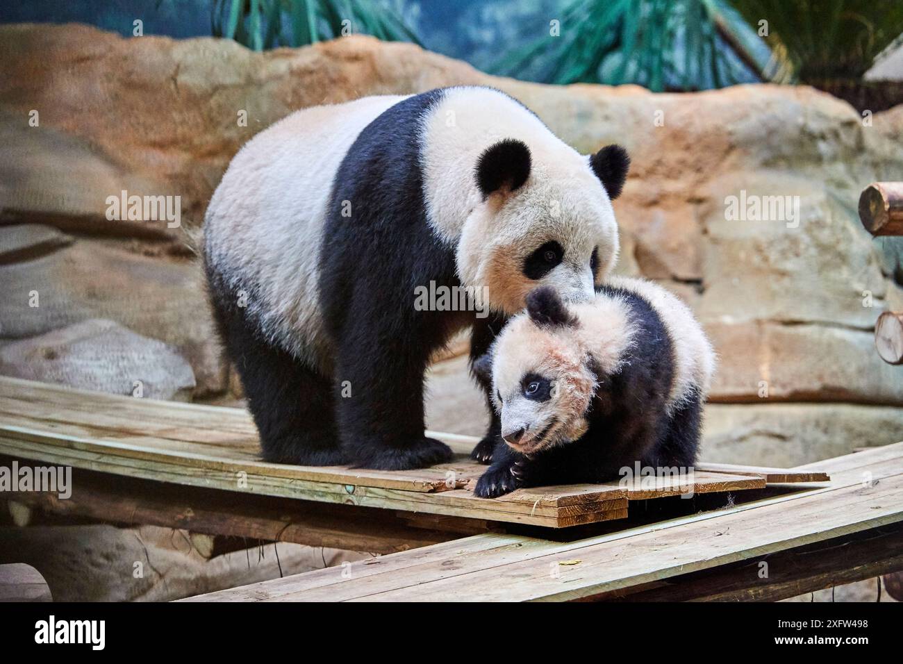 Giant panda female Huan Huan playing with her cub (Ailuropoda ...
