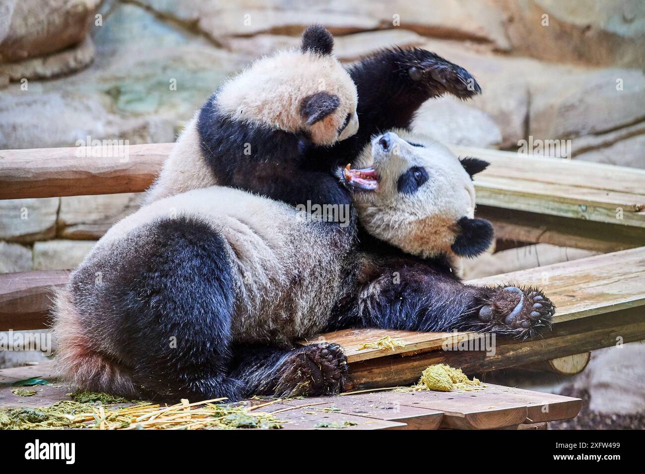 Giant panda female Huan Huan playing with her cub (Ailuropoda ...