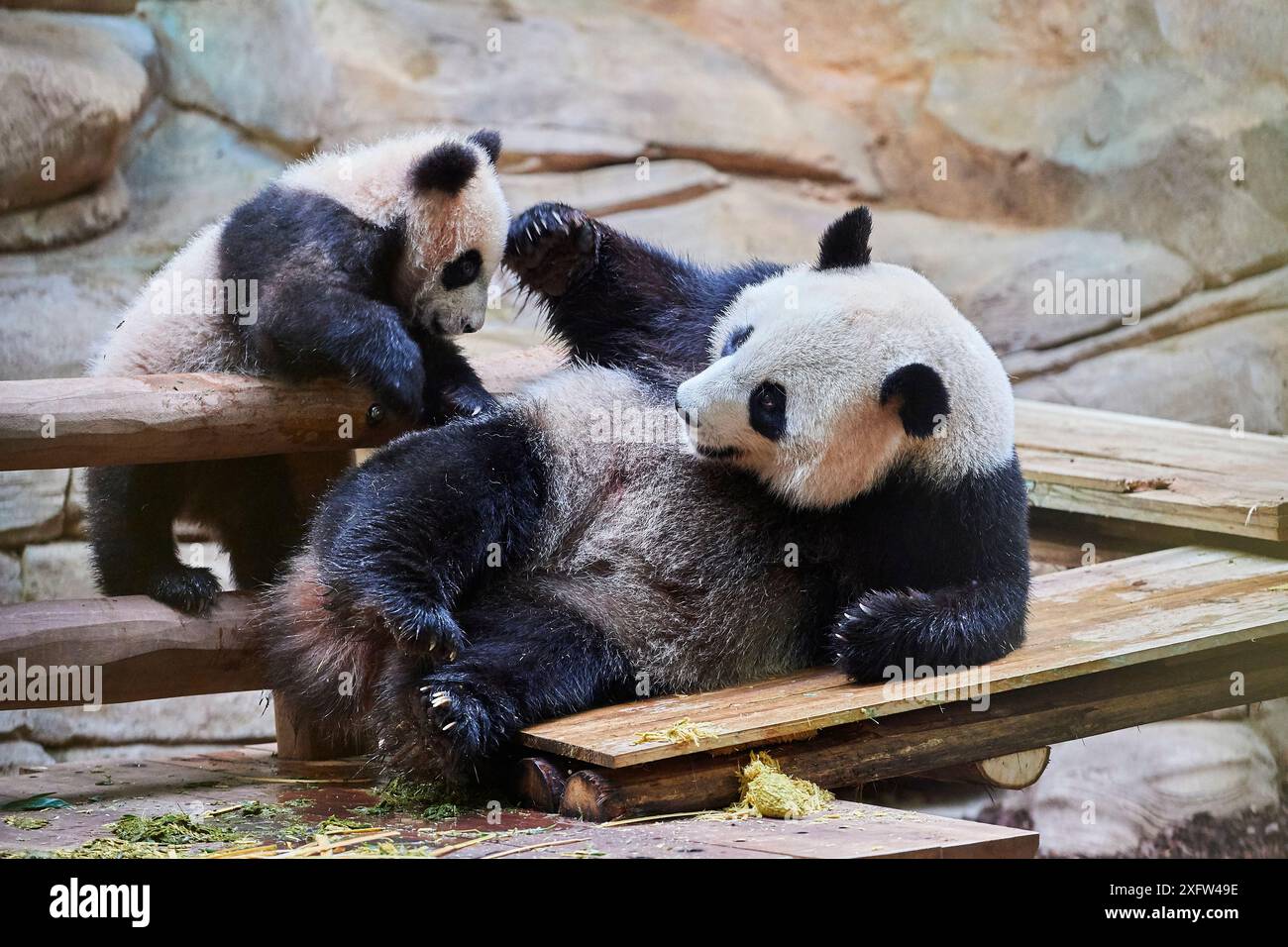 Giant panda female Huan Huan playing with her cub (Ailuropoda ...