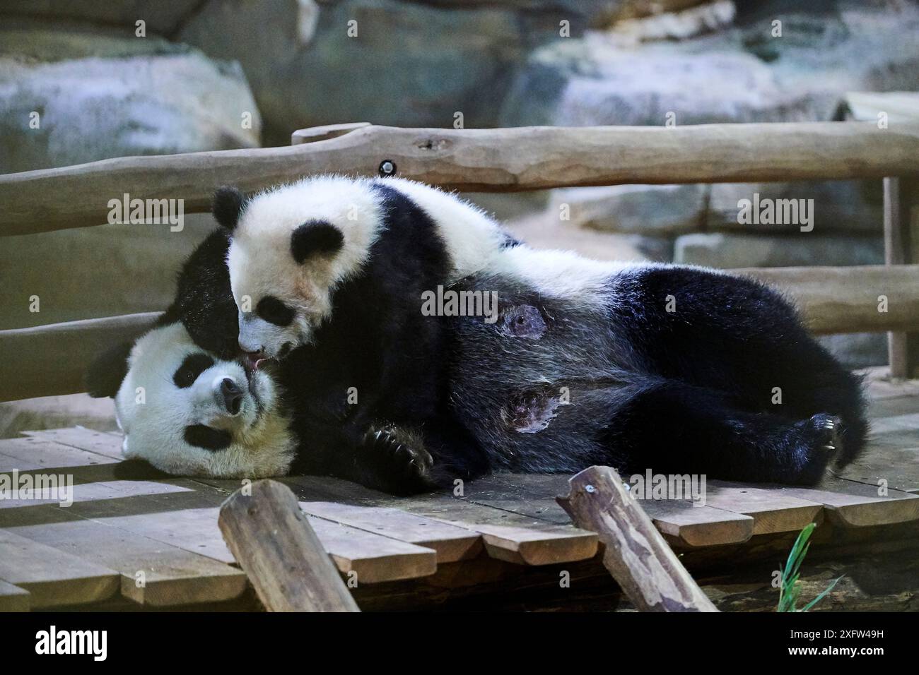 Giant panda cub Yuan Meng after finishing suckling its mother Huan Huan ...