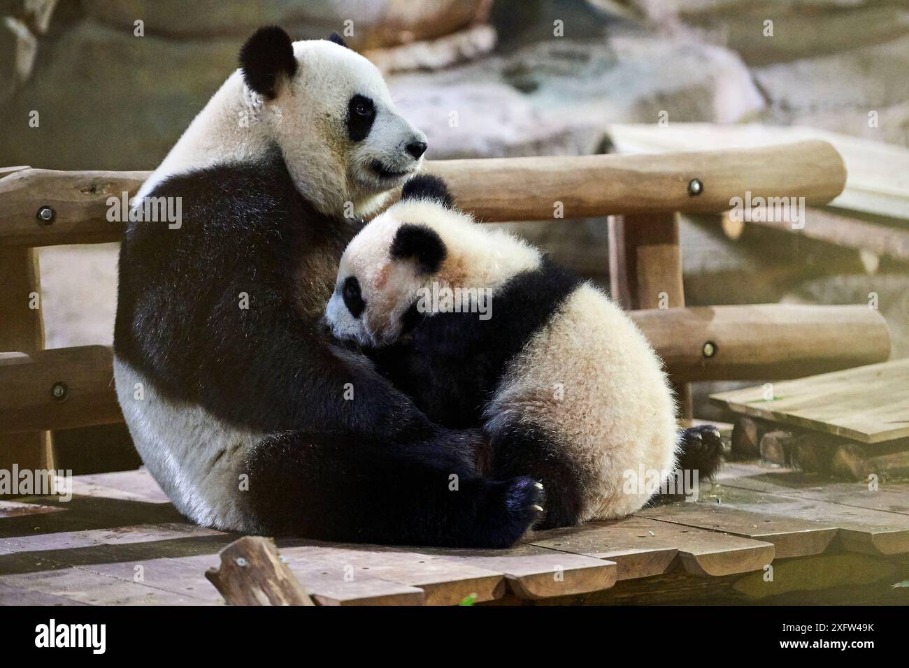 Giant panda cub Yuan Meng suckling its mother Huan Huan (Ailuropoda ...