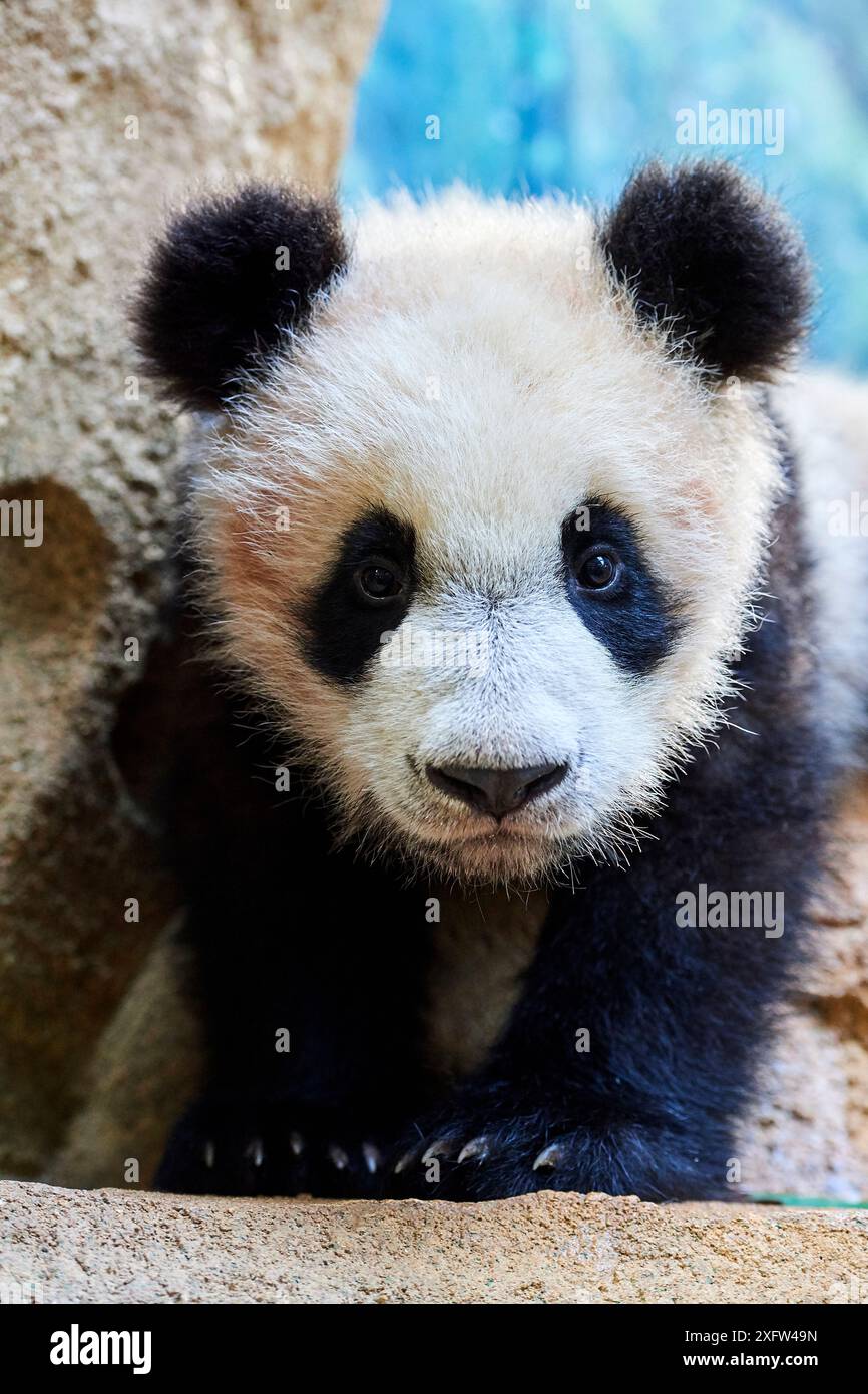 Portrait of Giant panda cub (Ailuropoda melanoleuca) captive. Yuan Meng ...