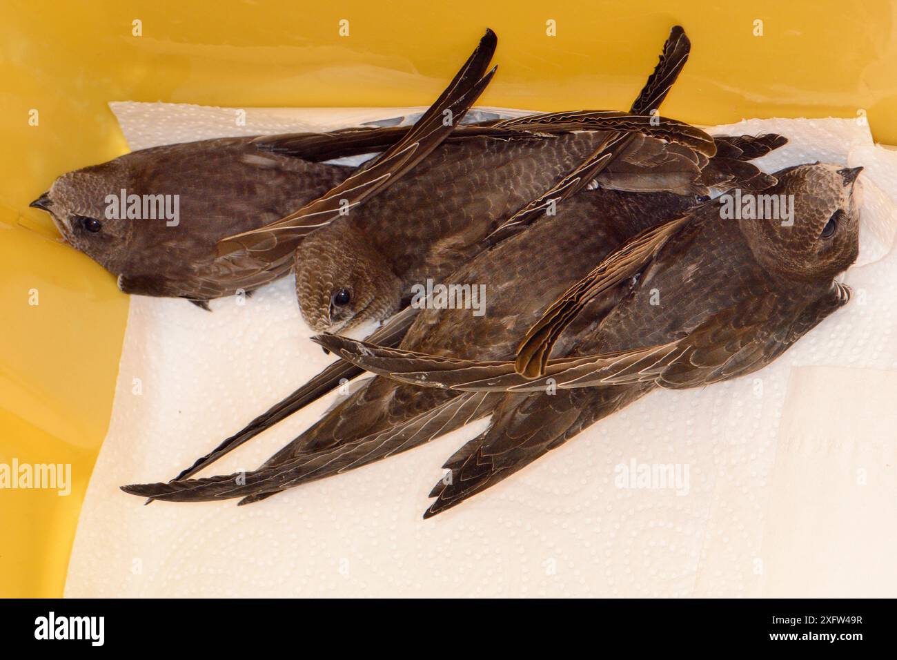 Four orphaned Common swift chicks (Apus apus), almost grown to full ...