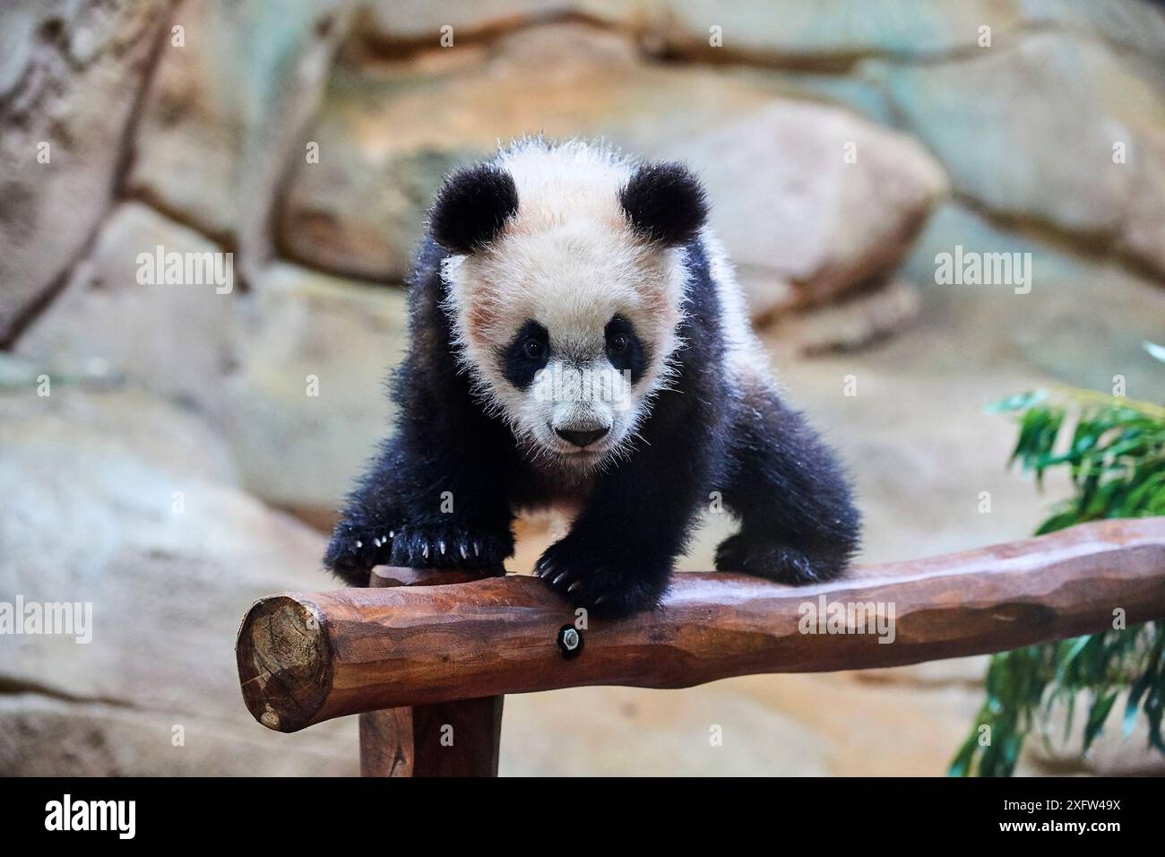 Giant panda cub (Ailuropoda melanoleuca) investigating its enclosure ...