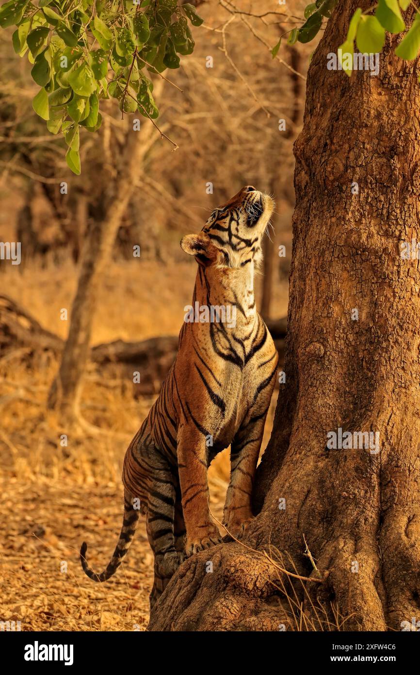 Bengal tiger (Panthera tigris) male 'T9 - Cowboy' starting to climbing tree, Ranthambhore, India ...