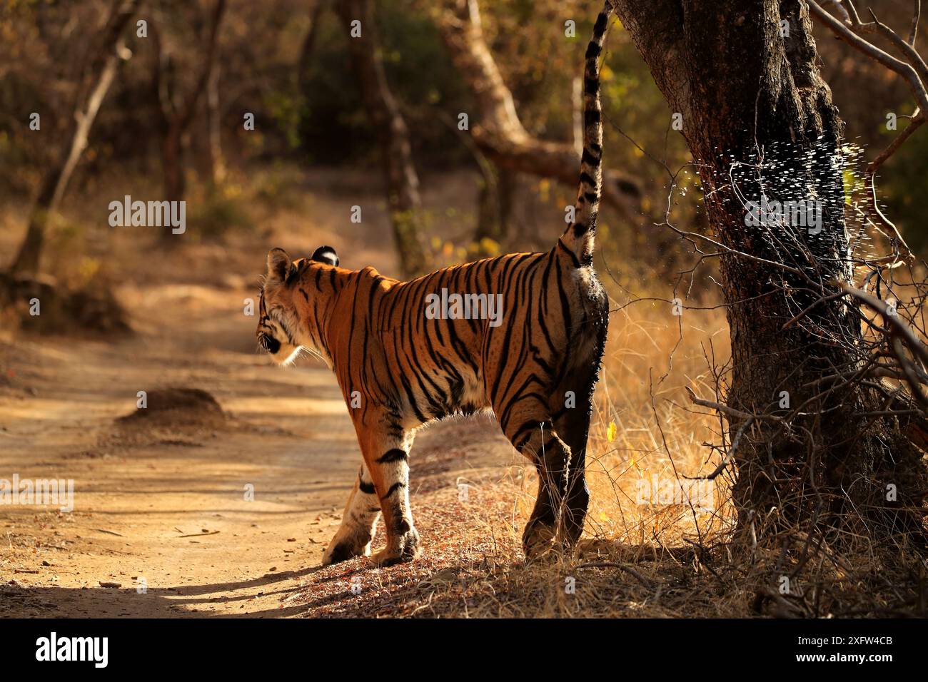 Bengal tiger (Panthera tigris) female 'Noor' scent marking ...