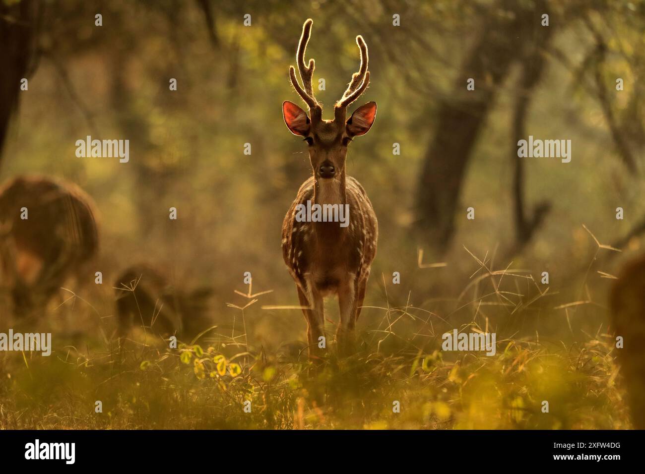 Chital / Axis deer (Axis axis) in forest, Ranthambhore, India Stock ...