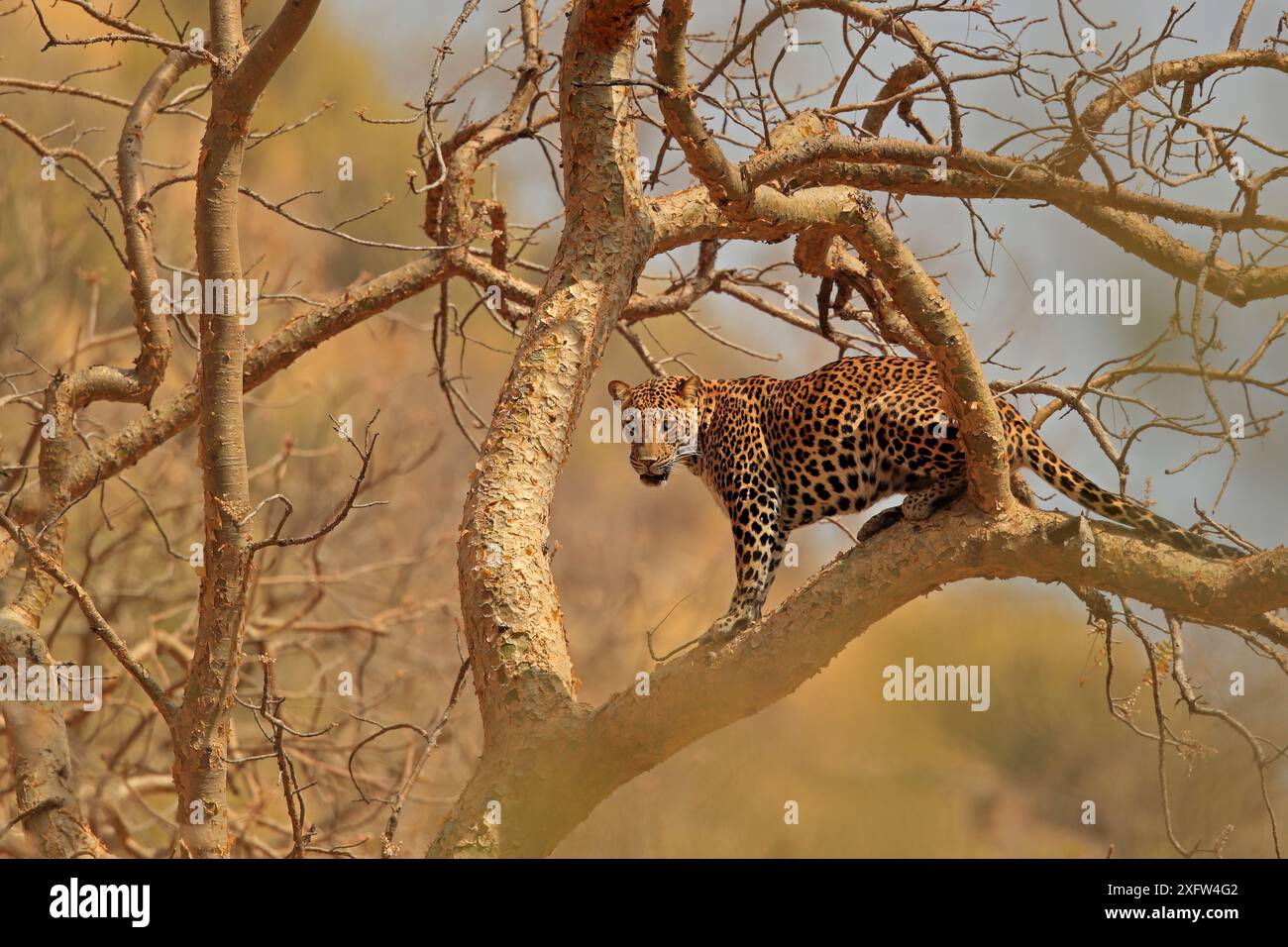 Indian leopard (Panthera pardus fusca) sitting in tree, Ranthambhore ...