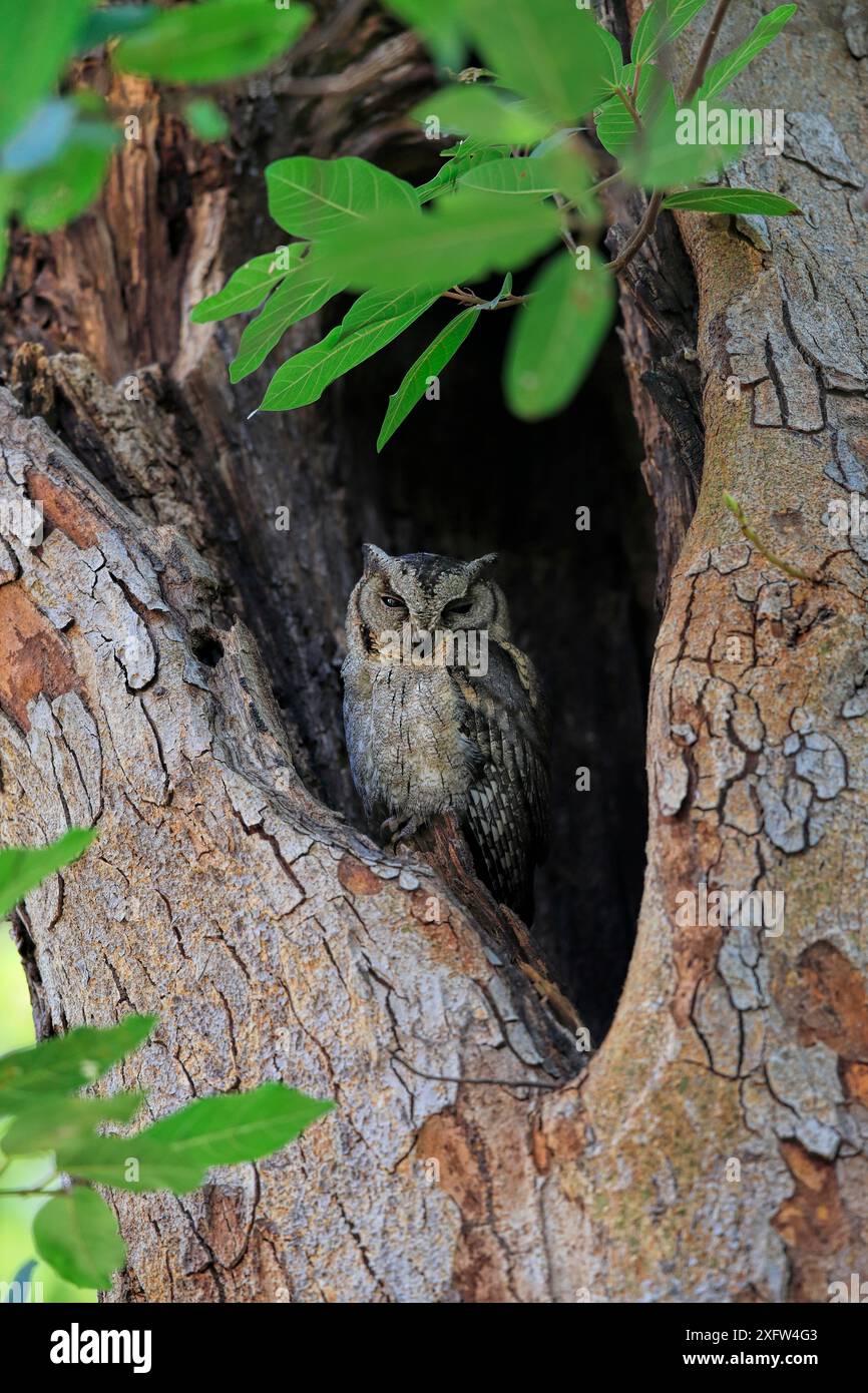 Collared scops owl (Otus lettia) in nest hole, Ranthambhore, India ...