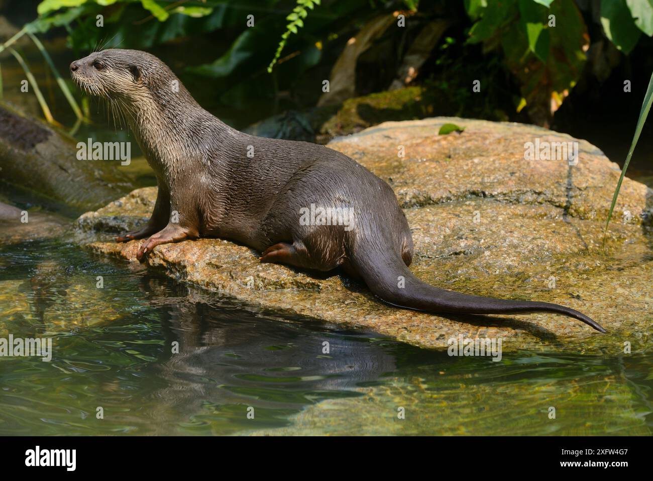 Smooth otter (Lutrogale perspicillata) captive, occurs in South East ...