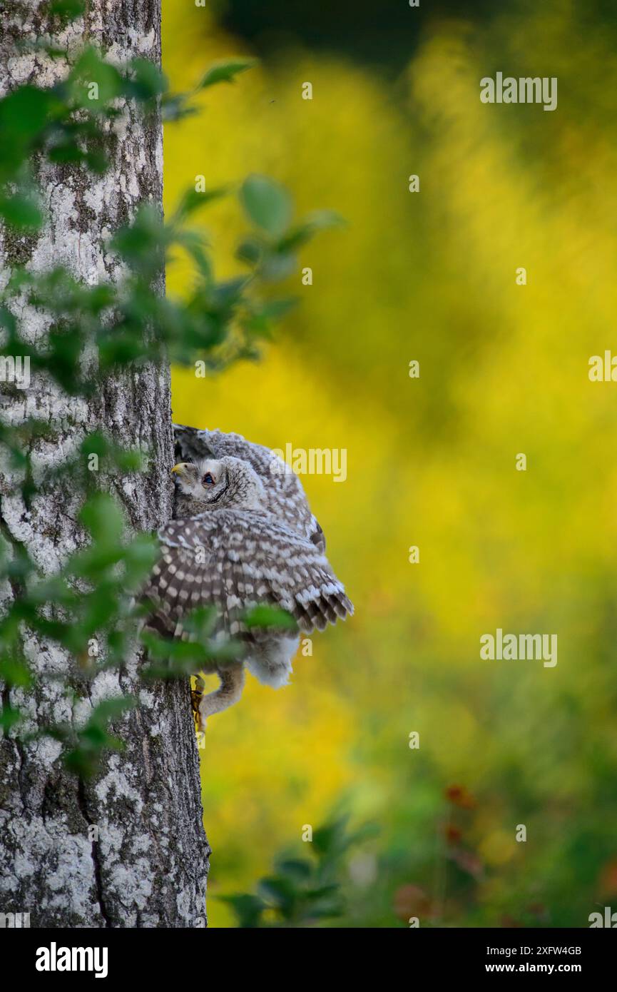 Ural owl (Strix uralensis) chick trying to climb an aspen tree with its ...