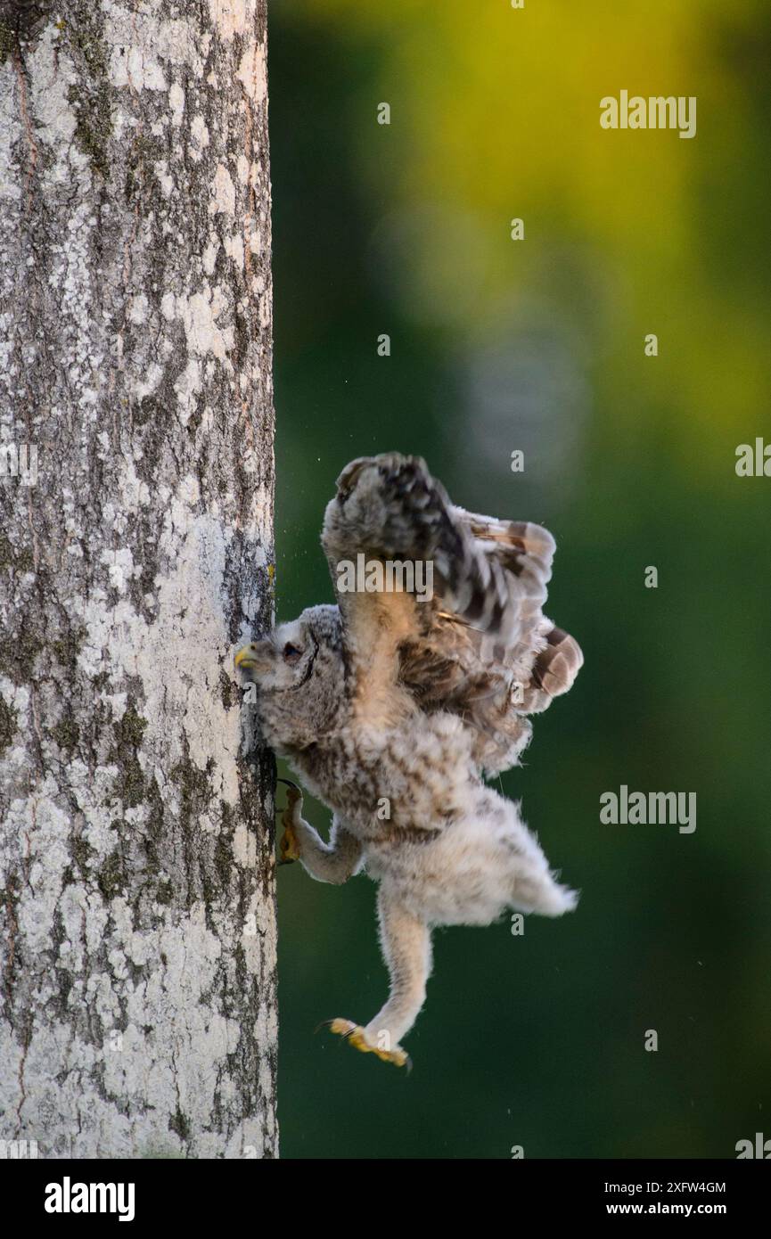 Ural owl (Strix uralensis) chick trying to climb an aspen tree with its ...