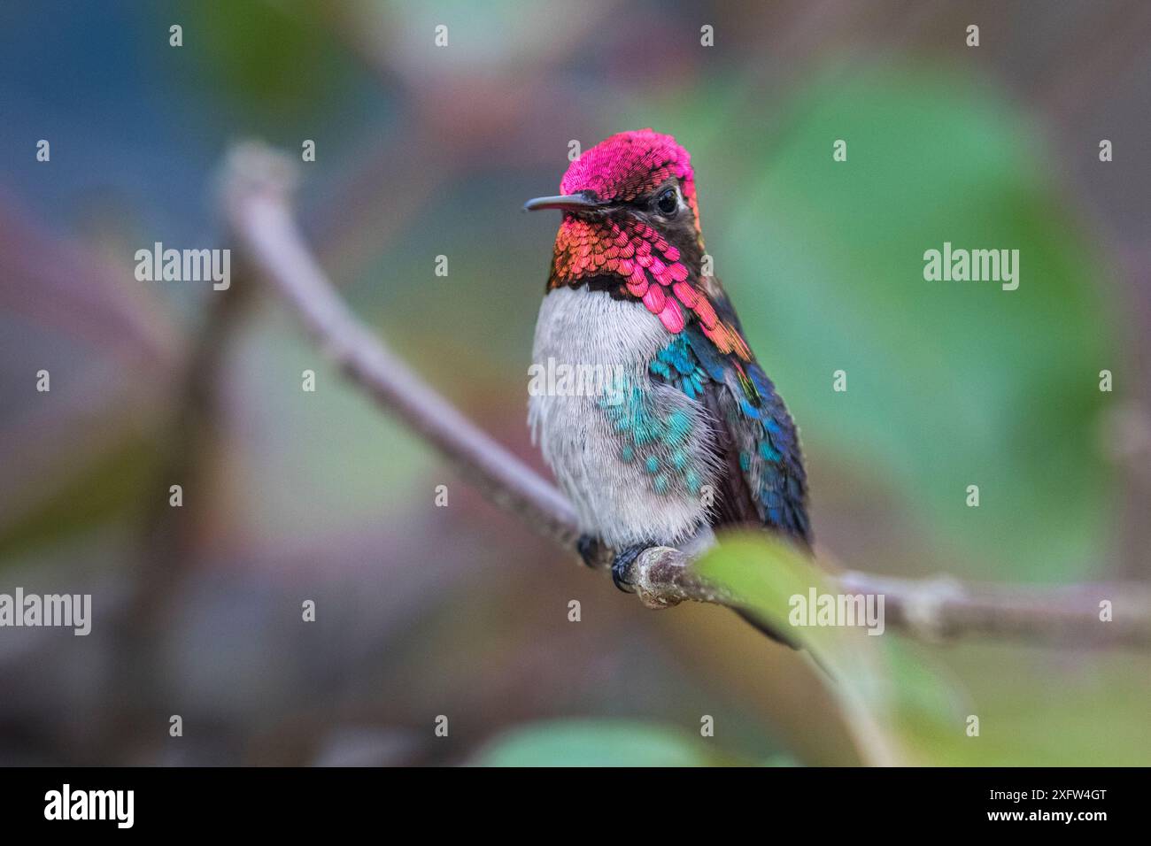Cienaga de zapata national park hi-res stock photography and images - Alamy