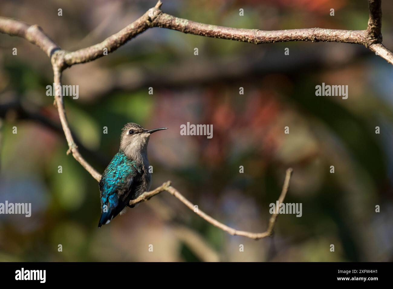 Bee hummingbird (Mellisuga helenae) female, the world's smallest bird ...