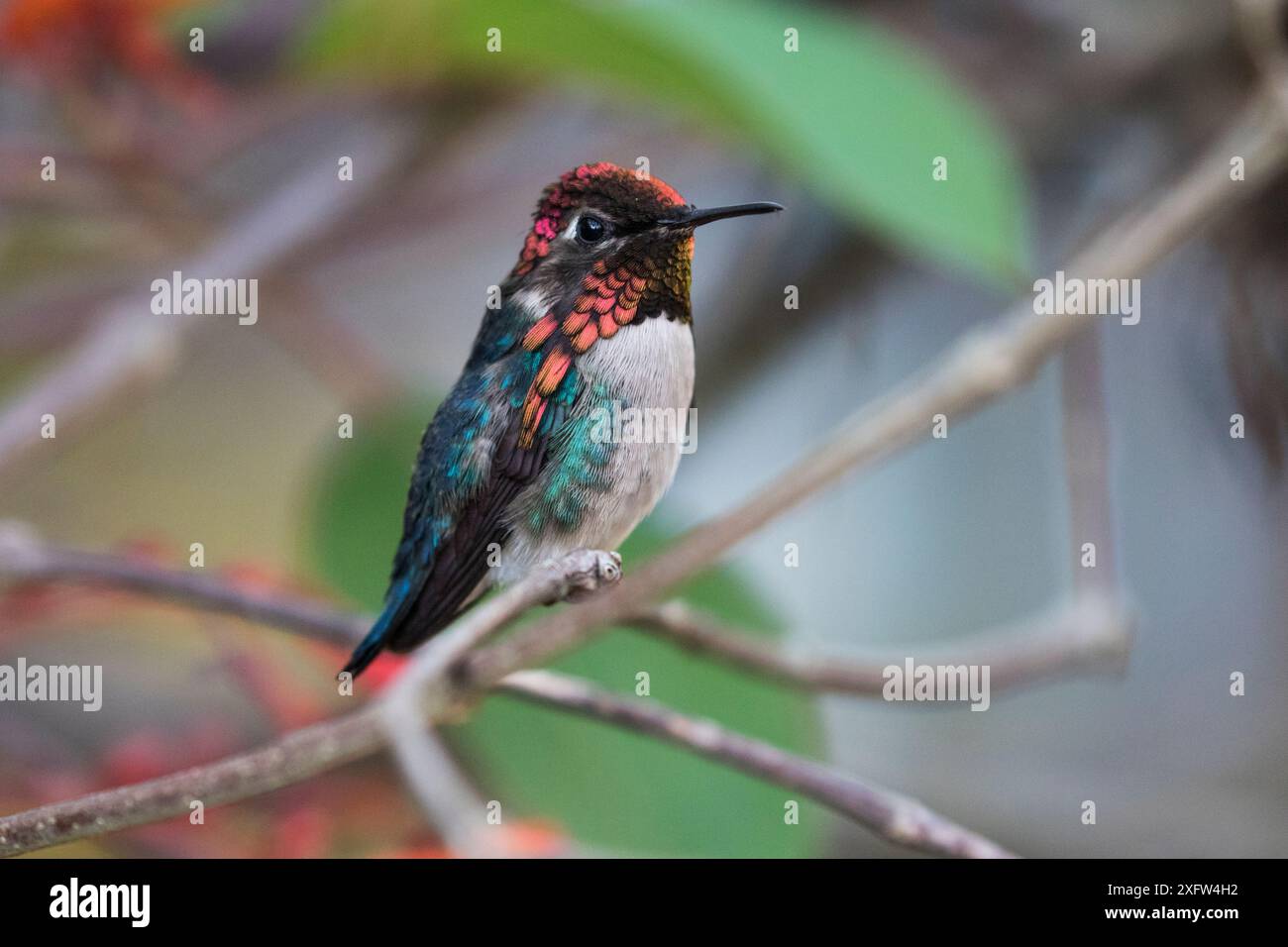 Bee hummingbird (Mellisuga helenae) male, the world's smallest bird ...