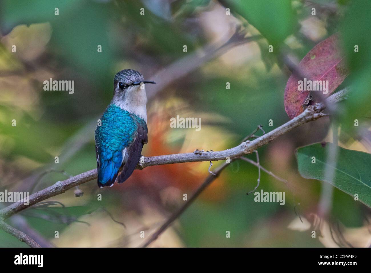 Worlds smallest bird hi-res stock photography and images - Alamy