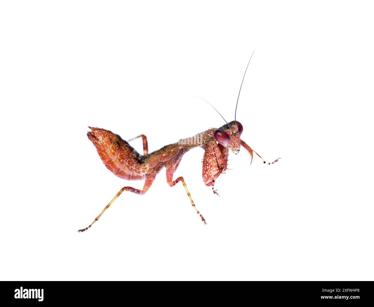 Acontista sp hi-res stock photography and images - Alamy