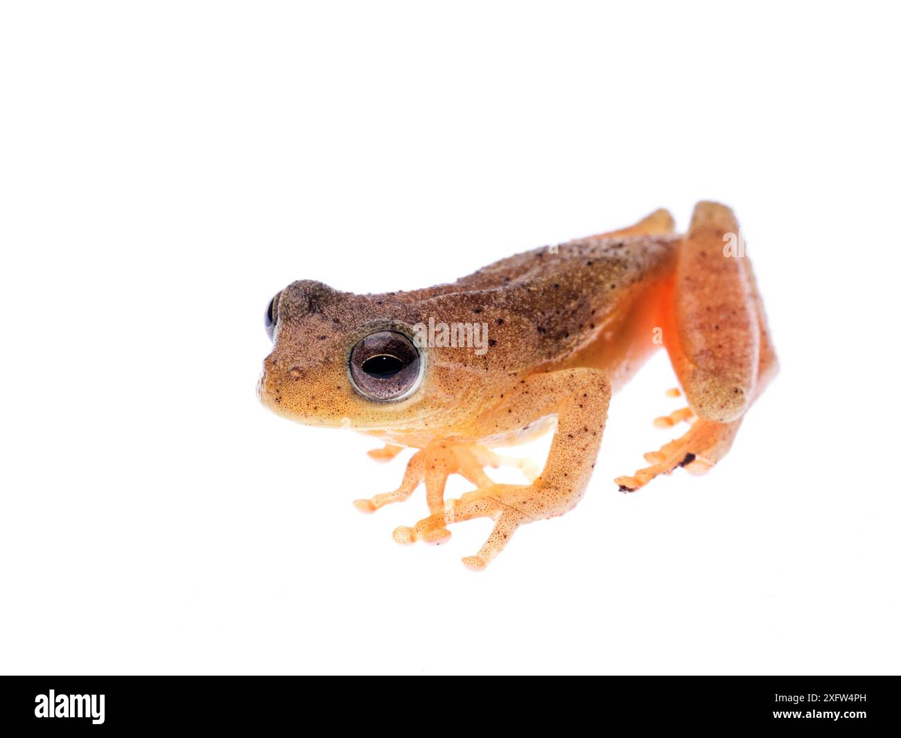 Tree frog dendropsophus sp hi-res stock photography and images - Alamy